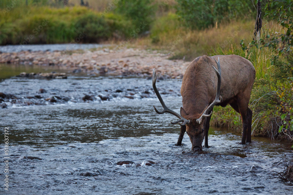 Elk drinking water from the stream at Rocky Mountain National Park ...