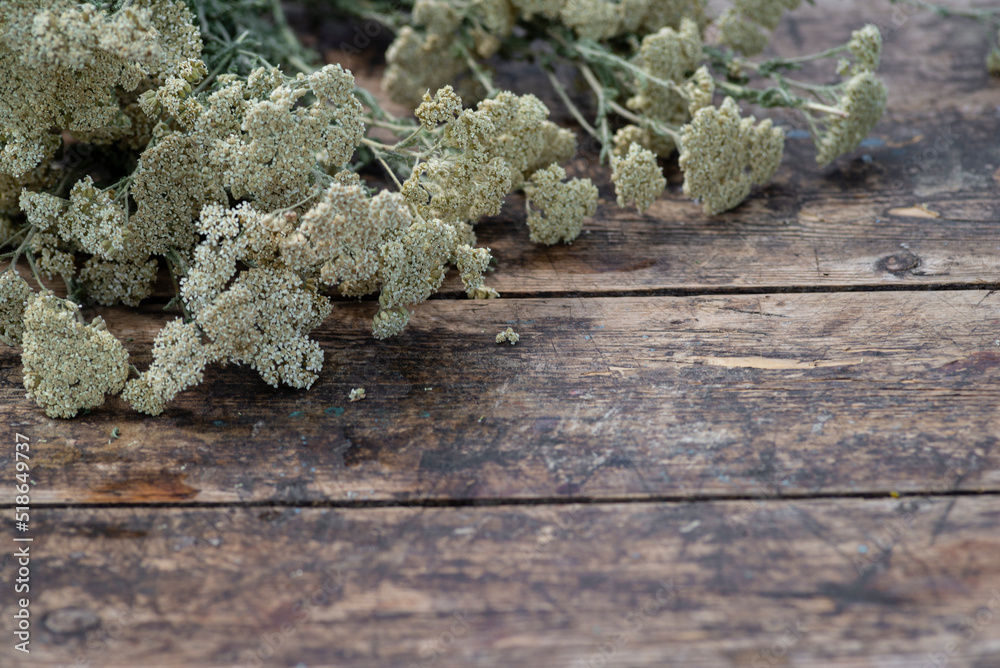 Common yarrow Achillea millefolium white dry flowers. milfoilold table ...