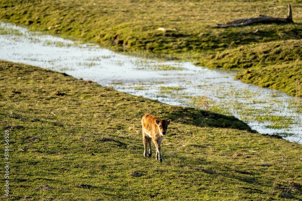 Cute brown baby cow walking on a green field Stock Photo | Adobe Stock