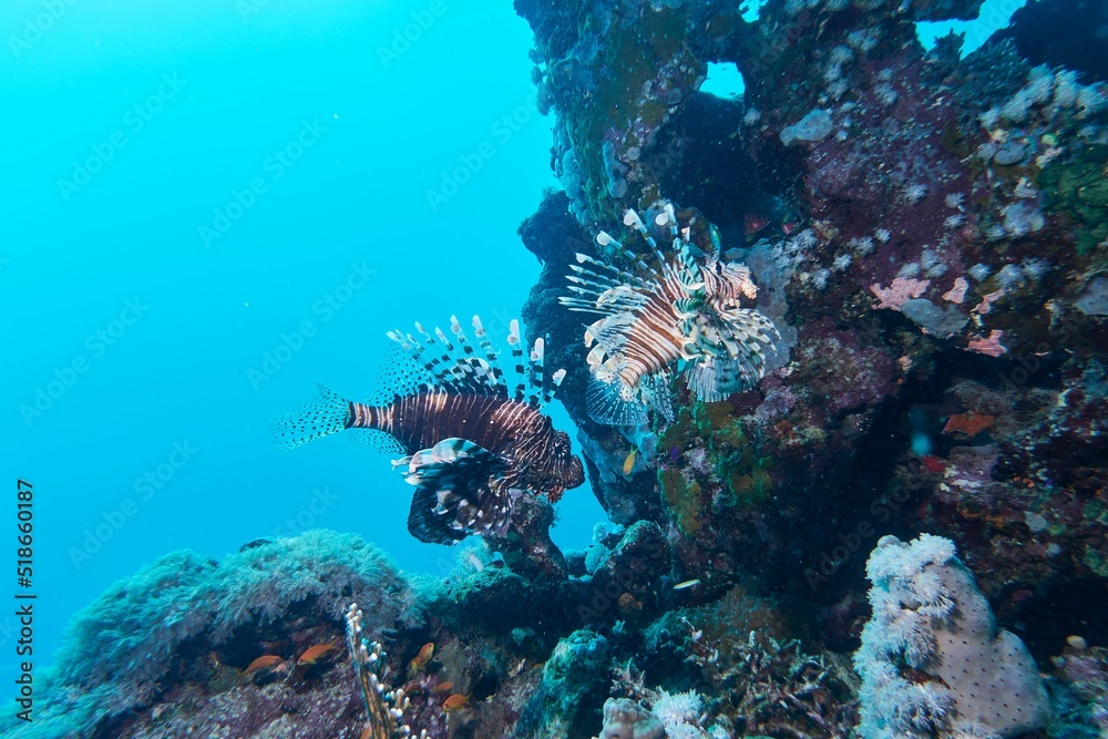 Lion fishes in Red Sea, Marsa Alam, Egypt Stock Photo | Adobe Stock