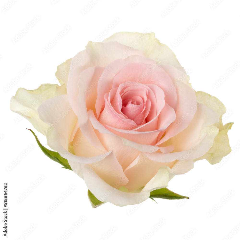 Pink rose isolated over white background closeup. Rose flower head in ...
