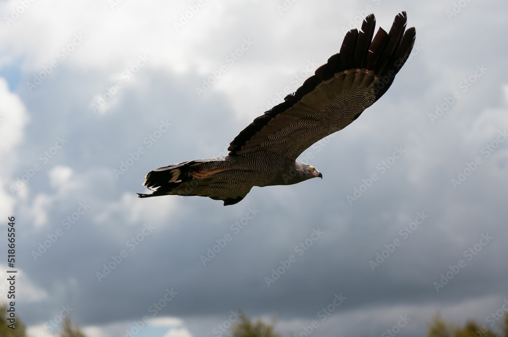 Selective focus of an African Harrier Hawk flying across the cloudy sky ...
