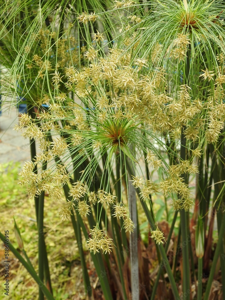 Vertical shot of a papyrus plant (Cyperus papyrus) Stock Photo | Adobe ...