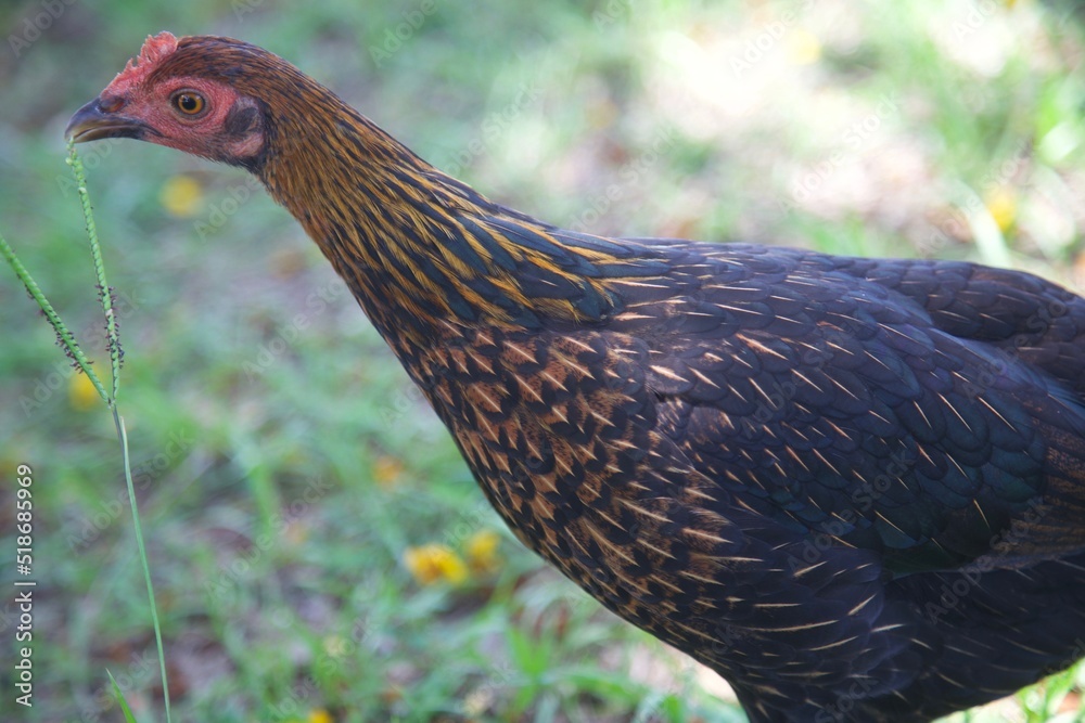poule antillaise en liberté qui picore une brindille Stock Photo ...