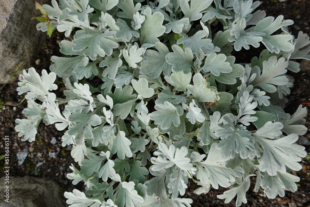 Artemisia Stelleriana or Hoary Mugwort is a one of a kind plant that ...