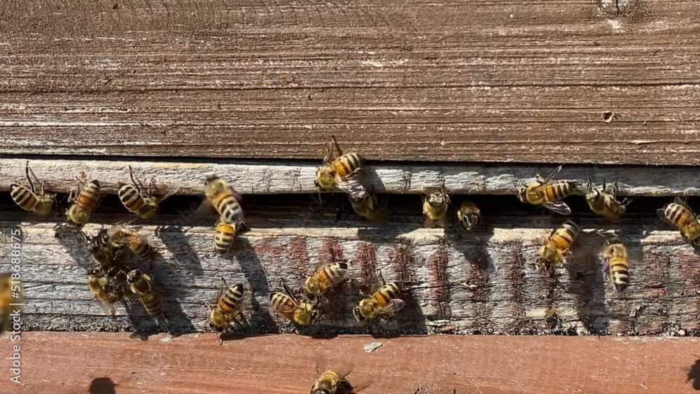 Swarm of bees at beehive entrance. Bees get inside and out of the ...