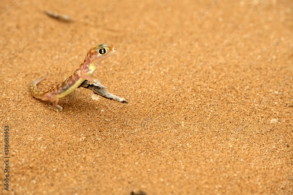 Namib dune gecko (Pachydactylus vanzyli) in Namib Desert - Namibia ...