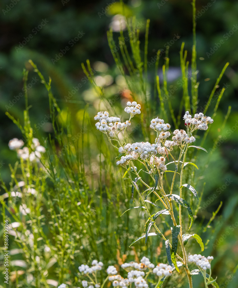 Anaphalis margaritacea, commonly known as the western pearly ...