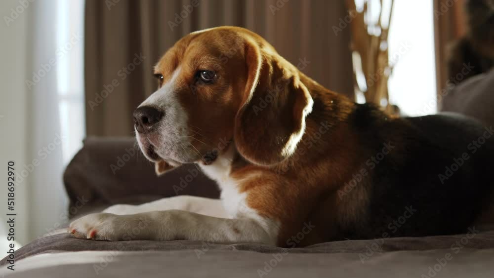 Dog lie down to the bed, he looks very sad, his best friend cat walk behind him on the ...