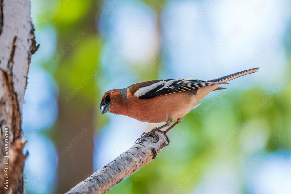 Common chaffinch, Fringilla coelebs, sits on a branch in spring on ...