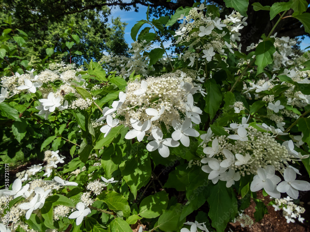Hydrangea paniculata (Hydrangea paniculata Siebold) 'Praecox'. Shrub ...