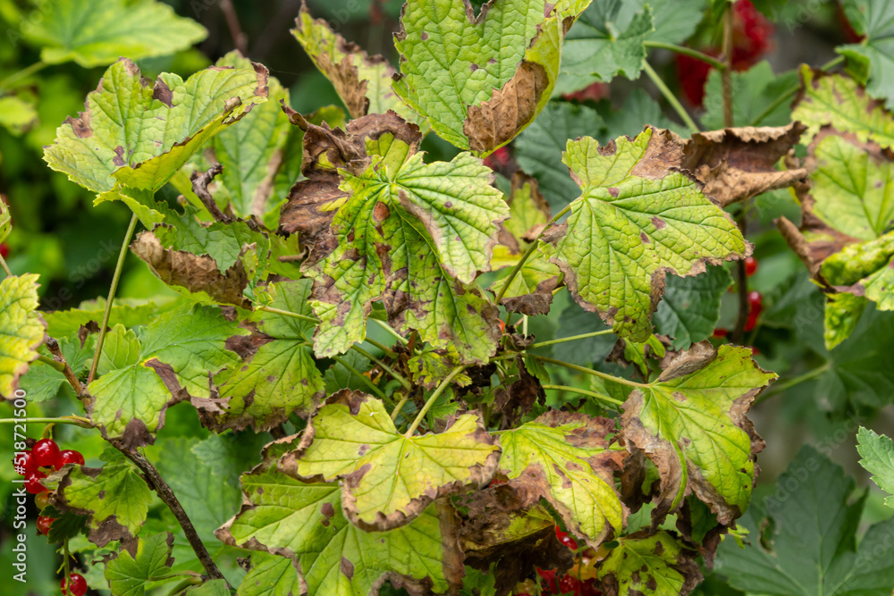 Gallic aphid on the leaves of red currant. The pest damages the currant ...