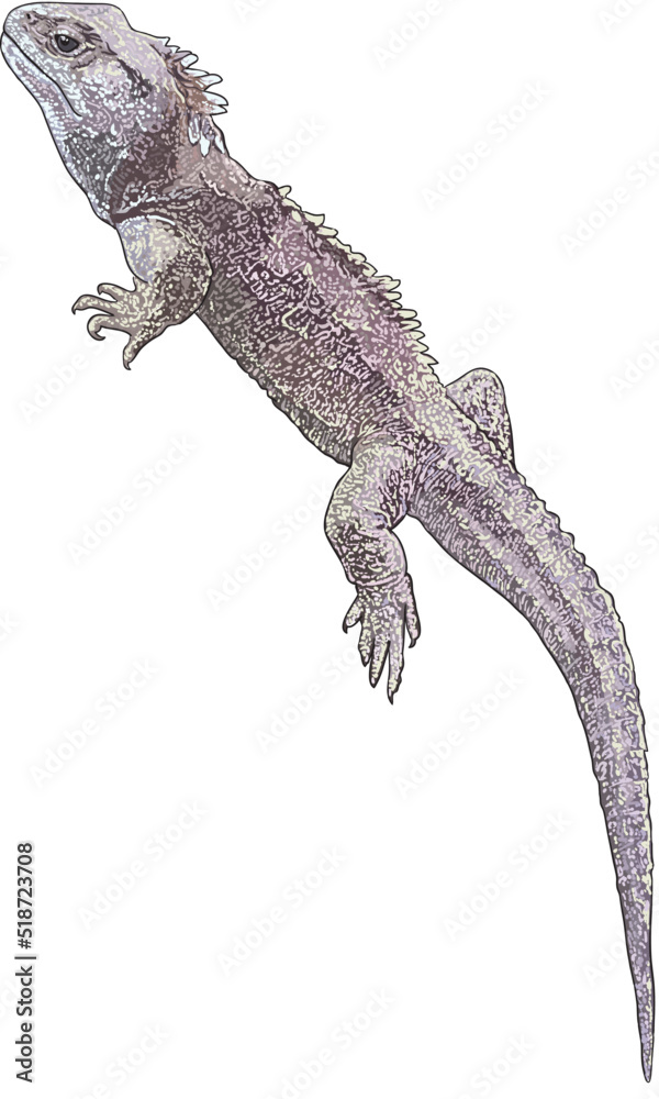 Drawing, tuatara, exotic, rare, art.illustration, vector Stock Vector ...