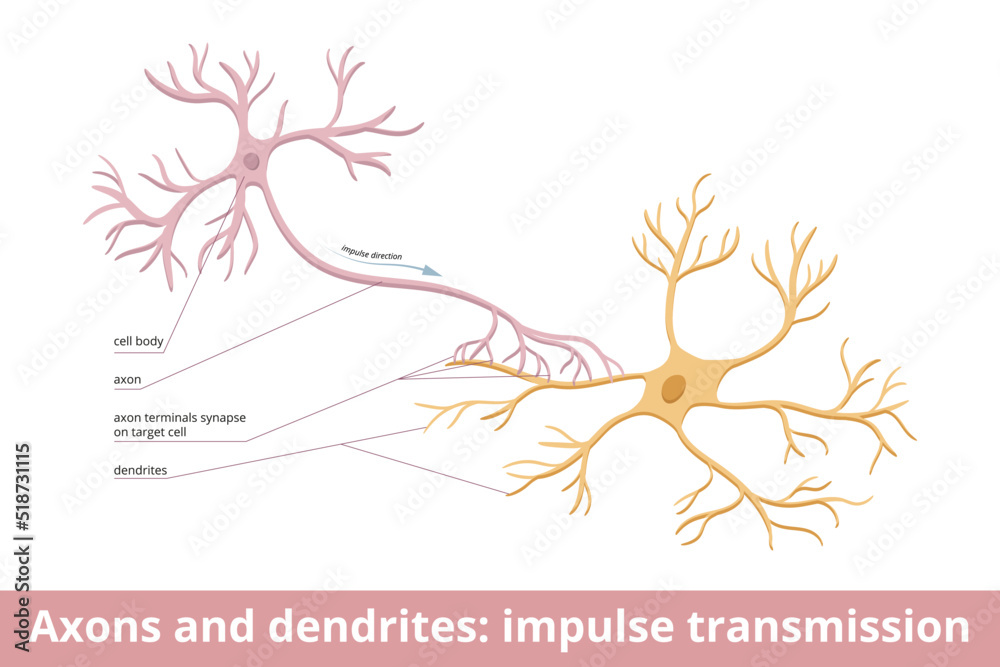Vetor de Axons and dendrites: impulse transmission. Nerve cells and ...