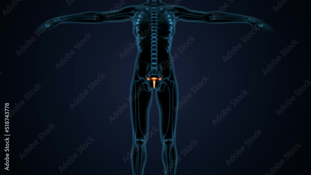 3d illustration of femail reproductive system anatomy Stock Video ...