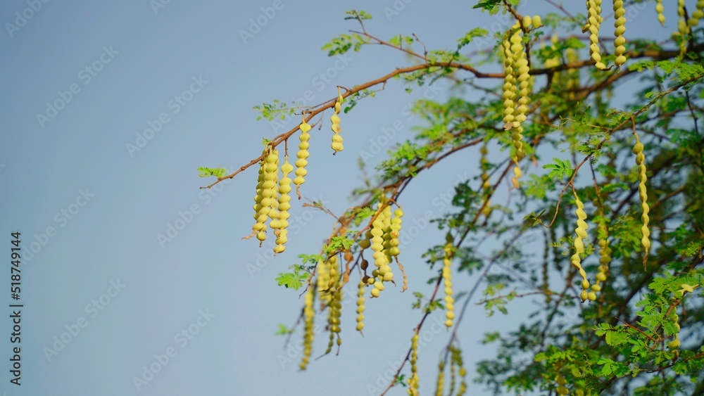Fruits of Vachellia nilotica commonly known as gum arabic tree, Babul ...