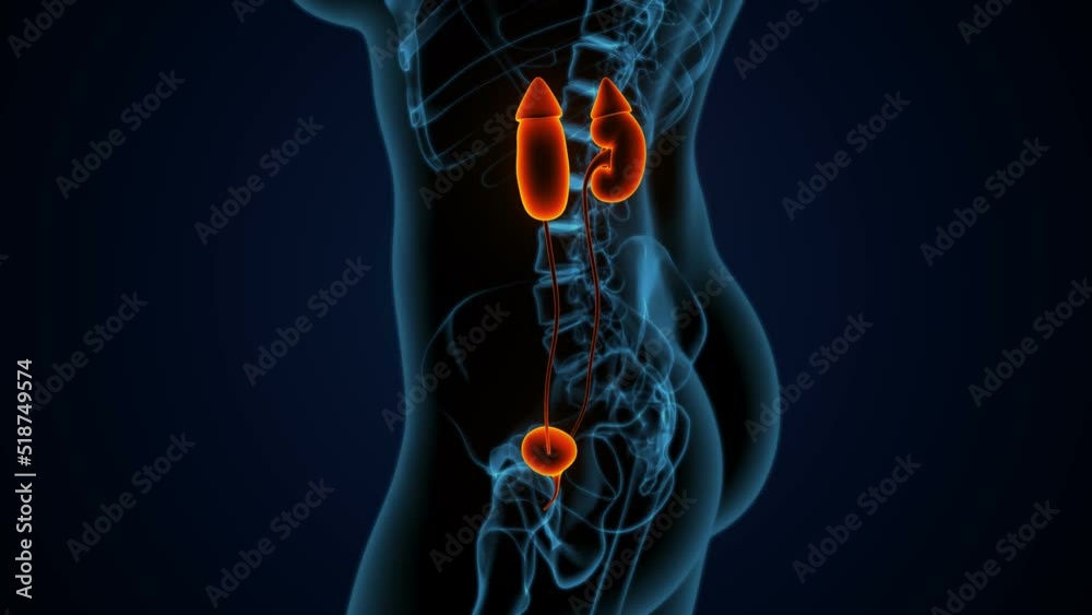 3d illustration of femail reproductive system anatomy Stock Video ...