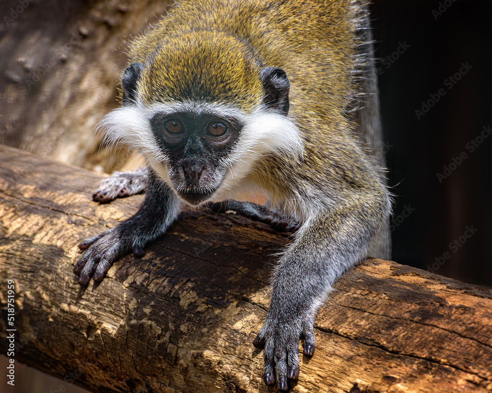 Grivet Monkey, an Old World monkey with white line above the eyes and ...