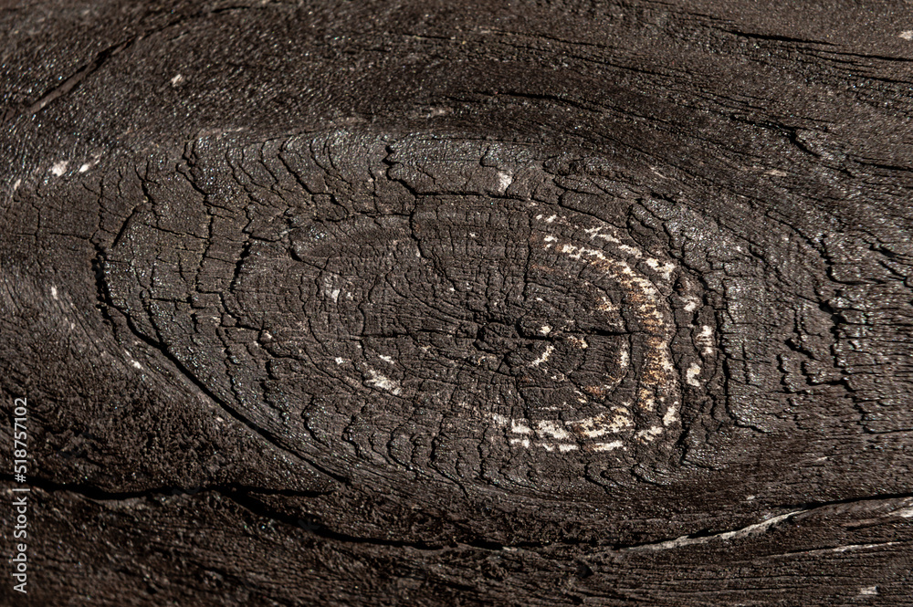 Cut wood texture. Rough organic tree rings with close up of end grain ...