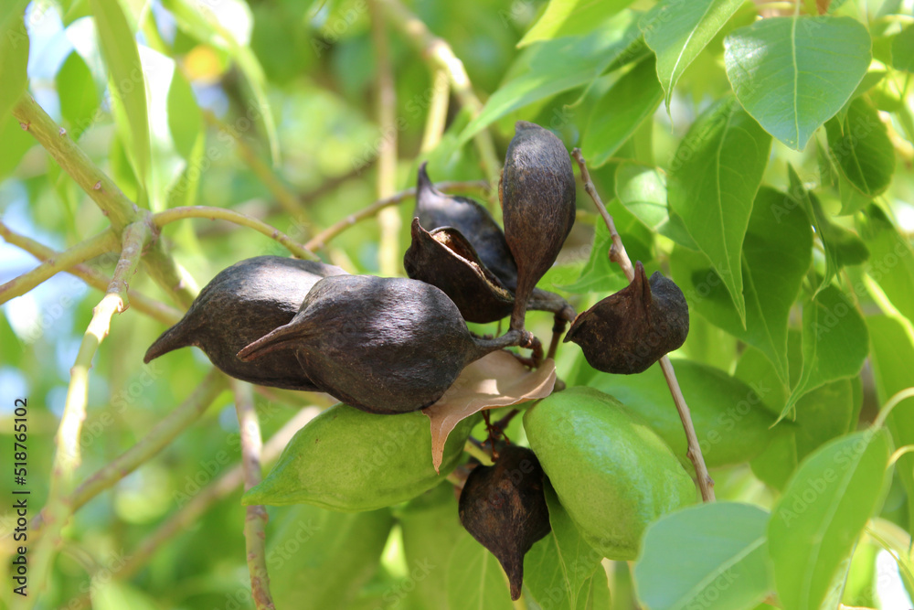 Fruits of Brachychiton populneus, commonly known as the kurrajong Stock ...