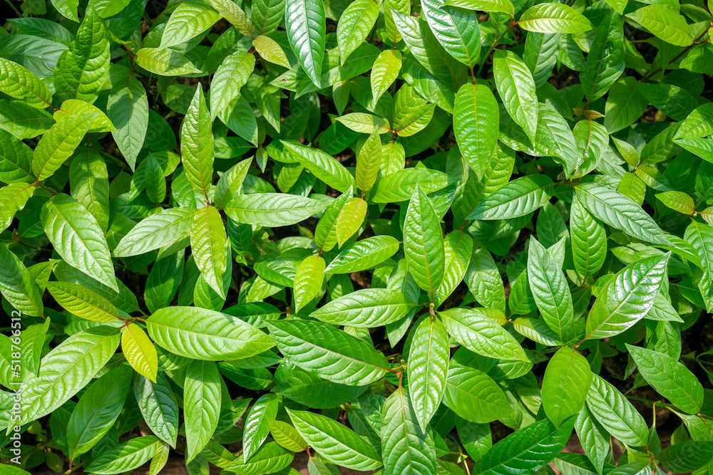 Kratom (Mitragyna speciosa) sapling with green environment of sunlight ...