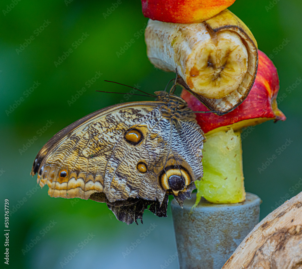 Morpho peleides, aka Peleides blue morpho or common morpho is a ...