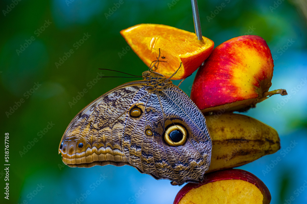 Morpho peleides, aka Peleides blue morpho or common morpho is a ...
