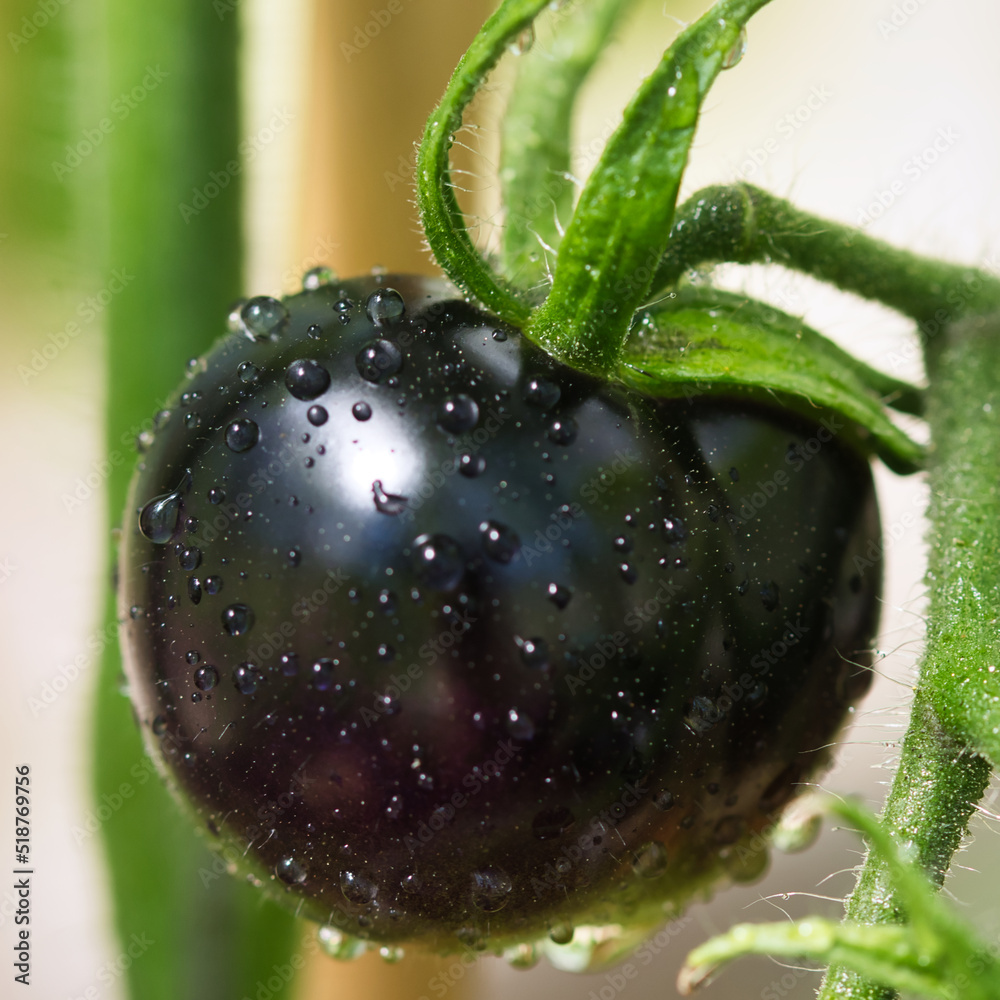 Black tomatoes of Indigo rose heirloom variety texture close up ...