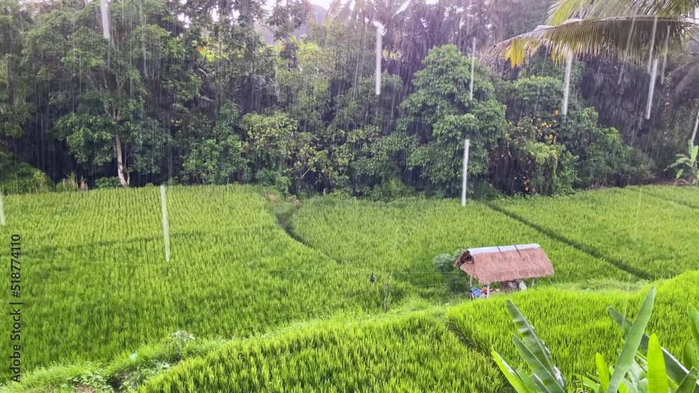 Tropical rainfall over a rice field in Indonesia on the island of Bali ...