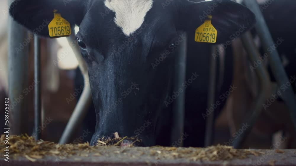 White black cow head placed in fence close up. Cattle muzzle with ...