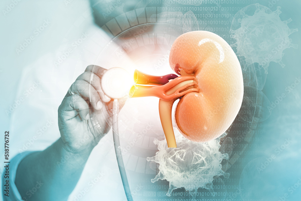 Doctor check and diagnose the human kidney on blurred medical ...