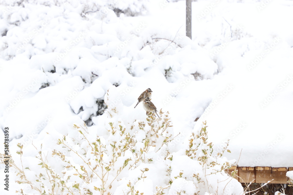 Aves posadas sobre arbusto totalmente nevado Stock Photo | Adobe Stock