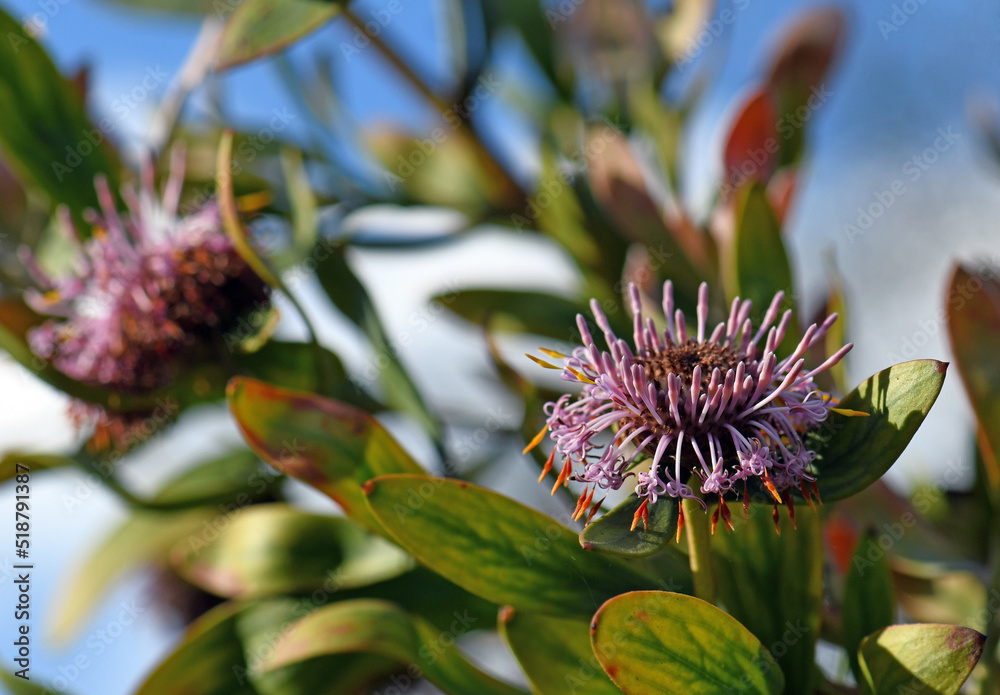 Proteaceae Family