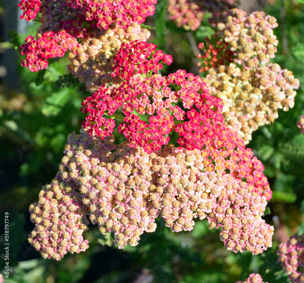Achillea millefolium, commonly known as yarrow or common yarrow, is a ...