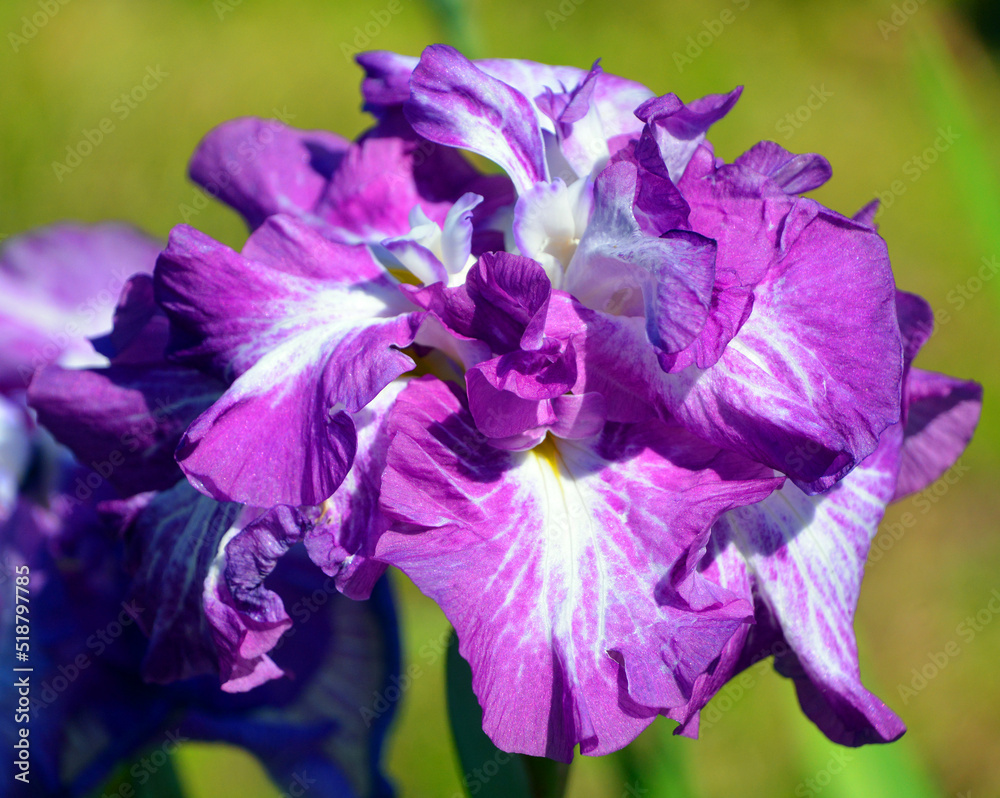 Iris is a genus of about 260–300 species of flowering plants with showy ...