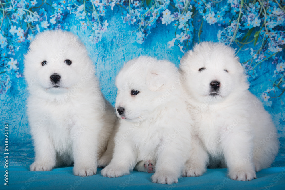 Miniature Samoyed Puppies