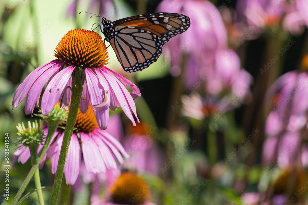 Monarch Butterfly (Brush Footed, Milkweed, King Billy, Danaus Plexippus ...