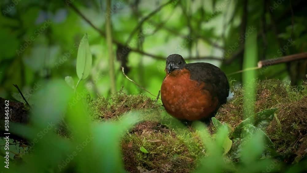 Dark-backed Wood-Quail - Odontophorus melanonotus bird species in the ...