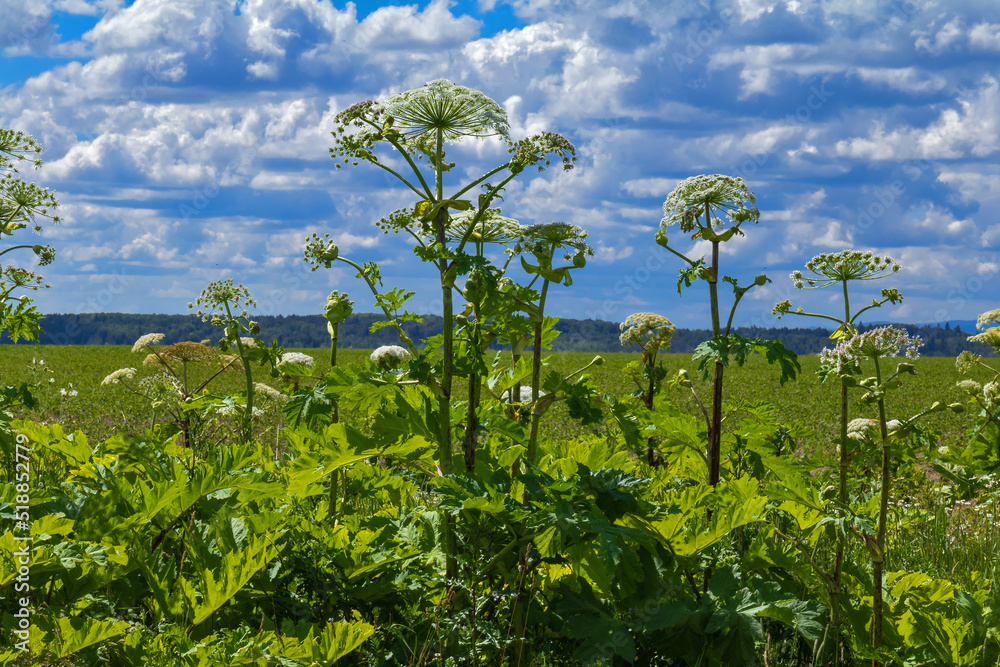 hogweed flower. Wild giant hogweed is very allergic and toxic plant ...