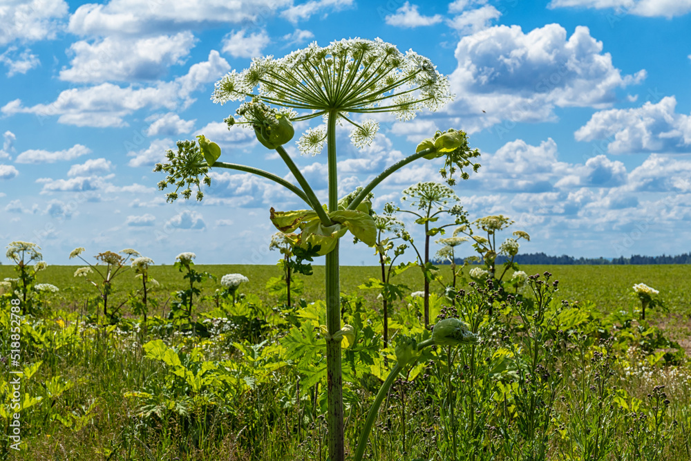 hogweed flower. Wild giant hogweed is very allergic and toxic plant ...