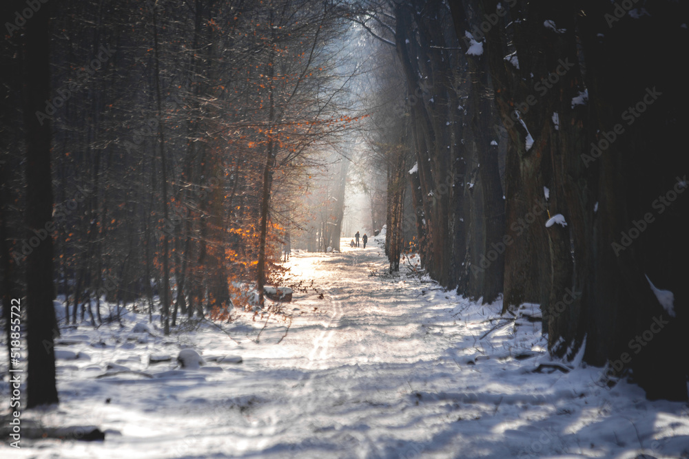 Poster wonderful winter scene in the forest with falling snow effect ...