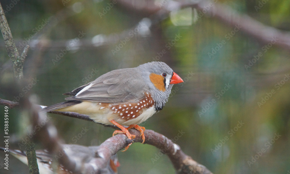 Zebrafink. Männliches Exemplar, sitzend, von der Seite. Roter Schnabel ...