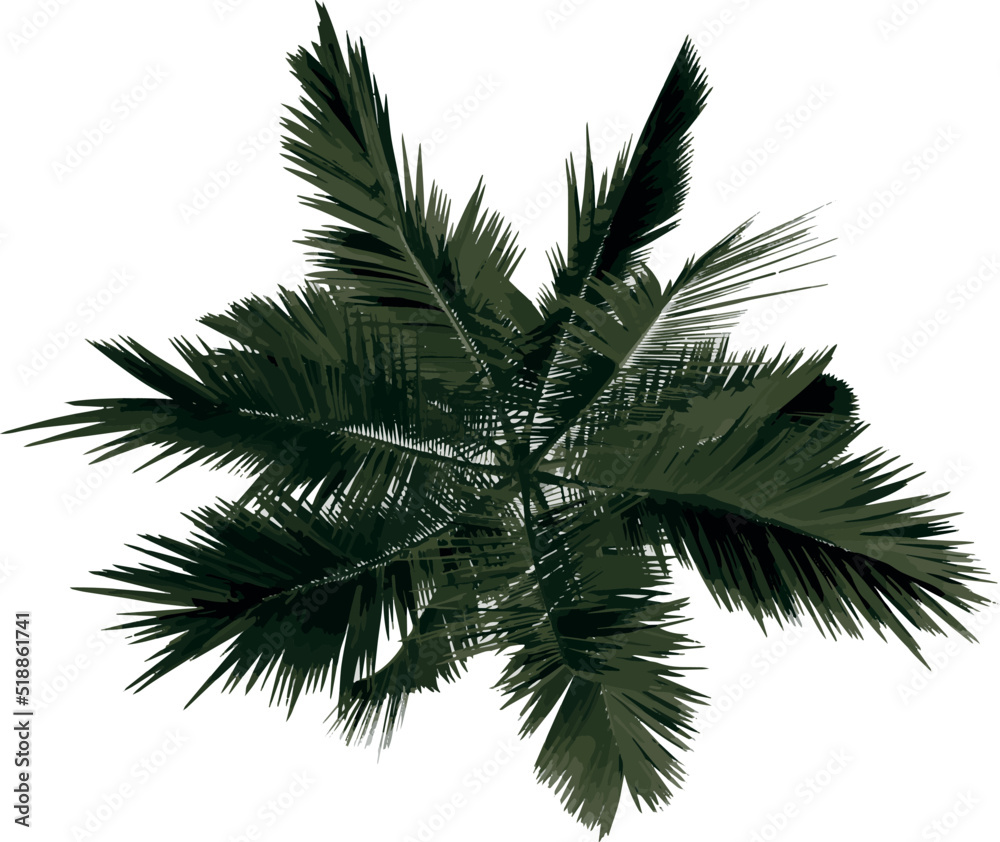 Coconut Tree Top View Png