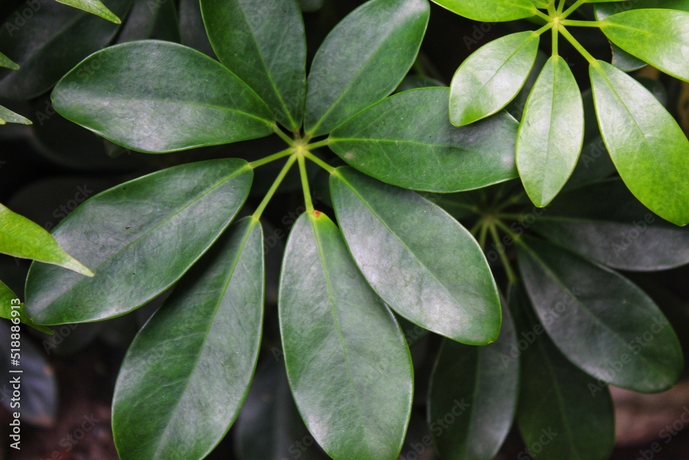 Schefflera arboricola is a flowering plant in the family Araliaceae ...