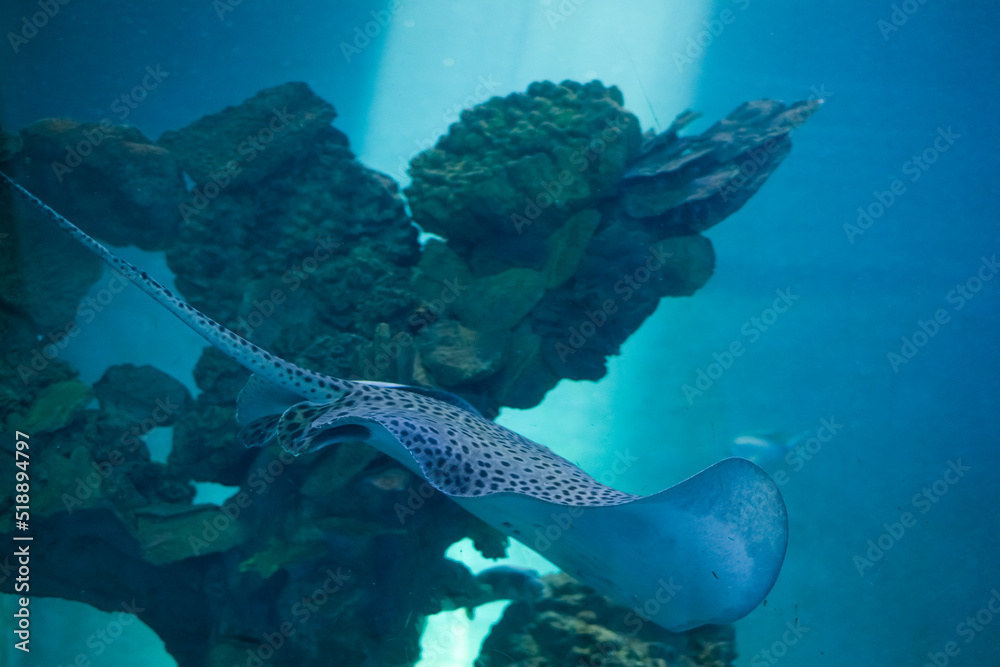 stingray swimming in blue water has flattened diamond-shaped body ...