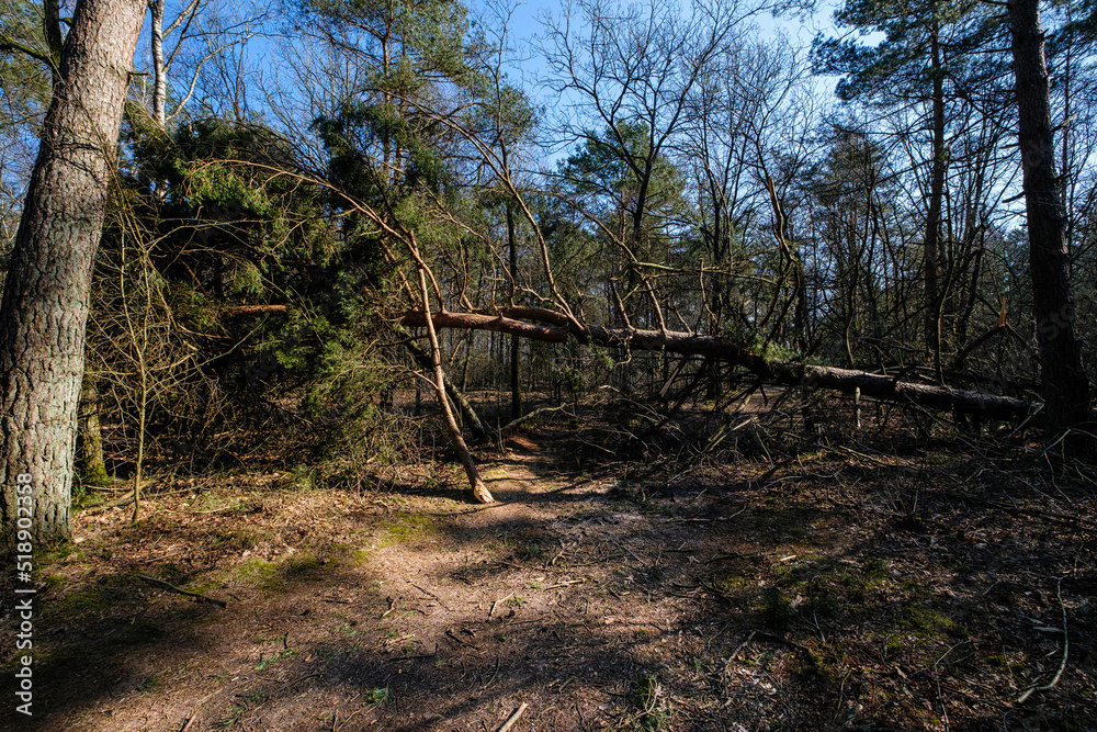 Tonnenberg - Zwolse bos bij Speuld Stock Photo | Adobe Stock