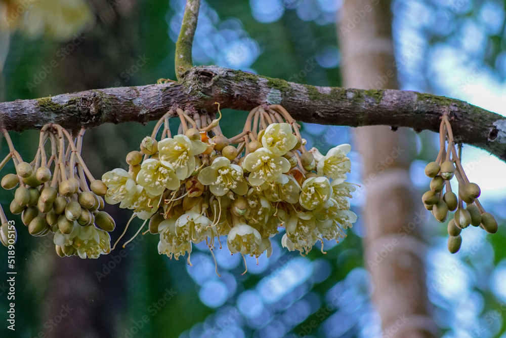 Durian Tree Flower