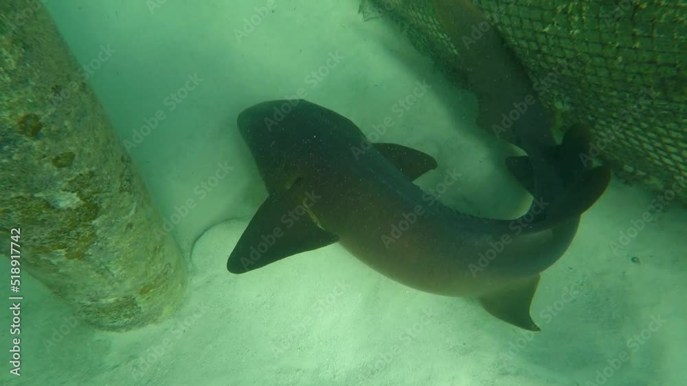 Underwater filming of a shark swimming in the ocean. High quality ...