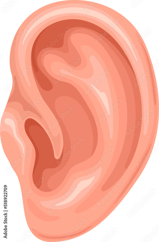Human ear vector illustration. Cartoon isolated organ with pinna and ...