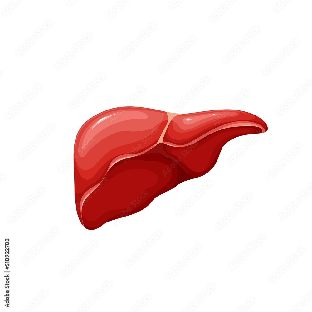 Human liver vector illustration. Cartoon isolated healthy organ of ...